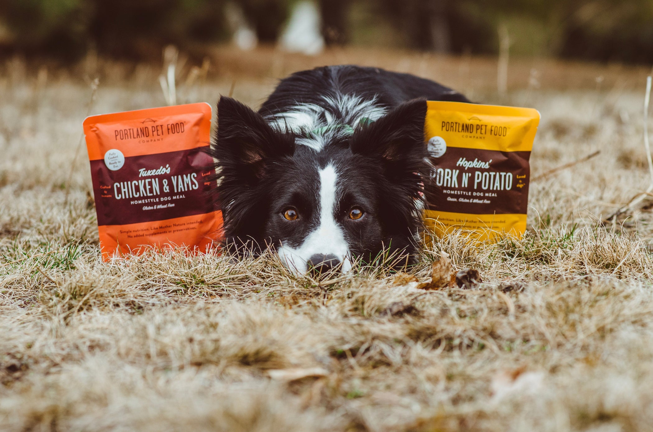 Do Dogs Need Meat | Beef, Chicken, Salmon Dog Food Toppers – Portland ...