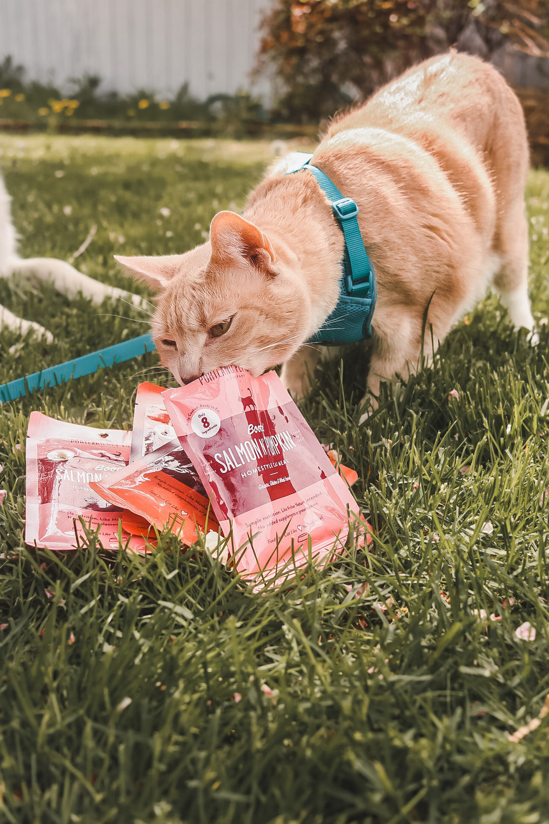 Dehydration Signs In Cats | Tips For Keeping Cats Hydrated – Portland ...